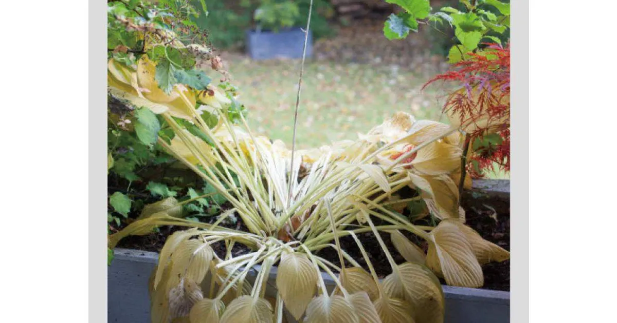 HYUKOH Through Love (Special Packaging) CD