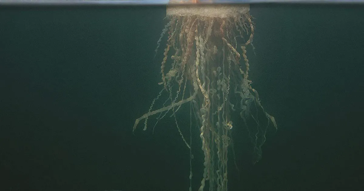 The Mars Volta De-Loused In The Comatorium (2LP) Vinyl Record